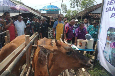 Pemenuhan Daging Sapi dan Ketahanan Pangan Nasional, Dorong Program ...